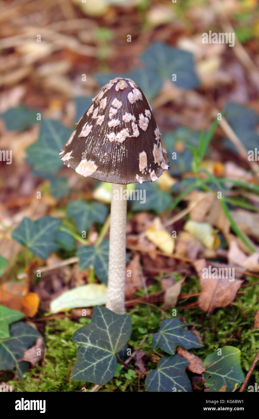 Coprin hi-res stock photography and images - Alamy