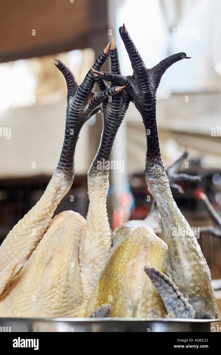 China hen hi-res stock photography and images - Alamy