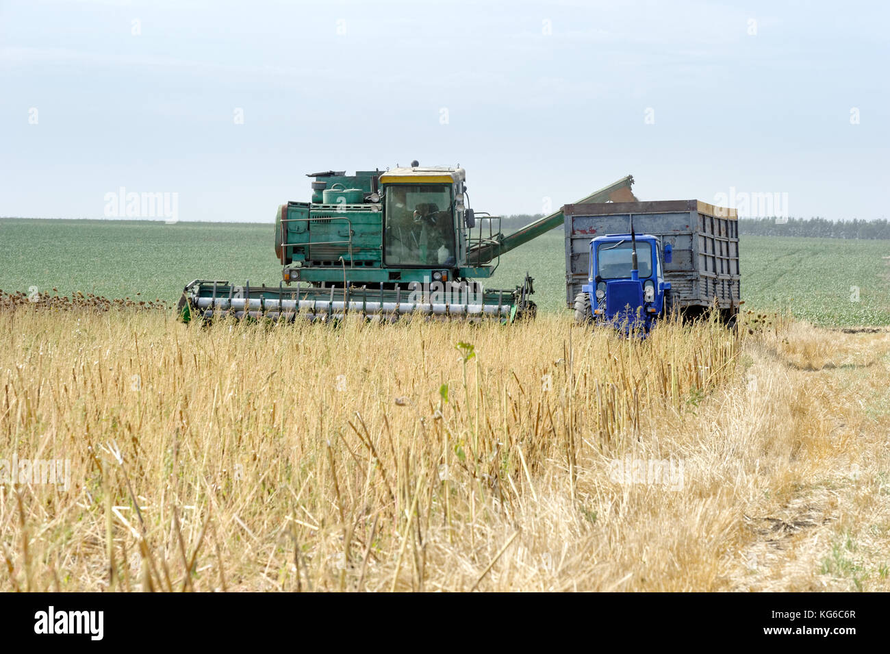 Combine harvester load sunflower seed in the truck at the time of ...