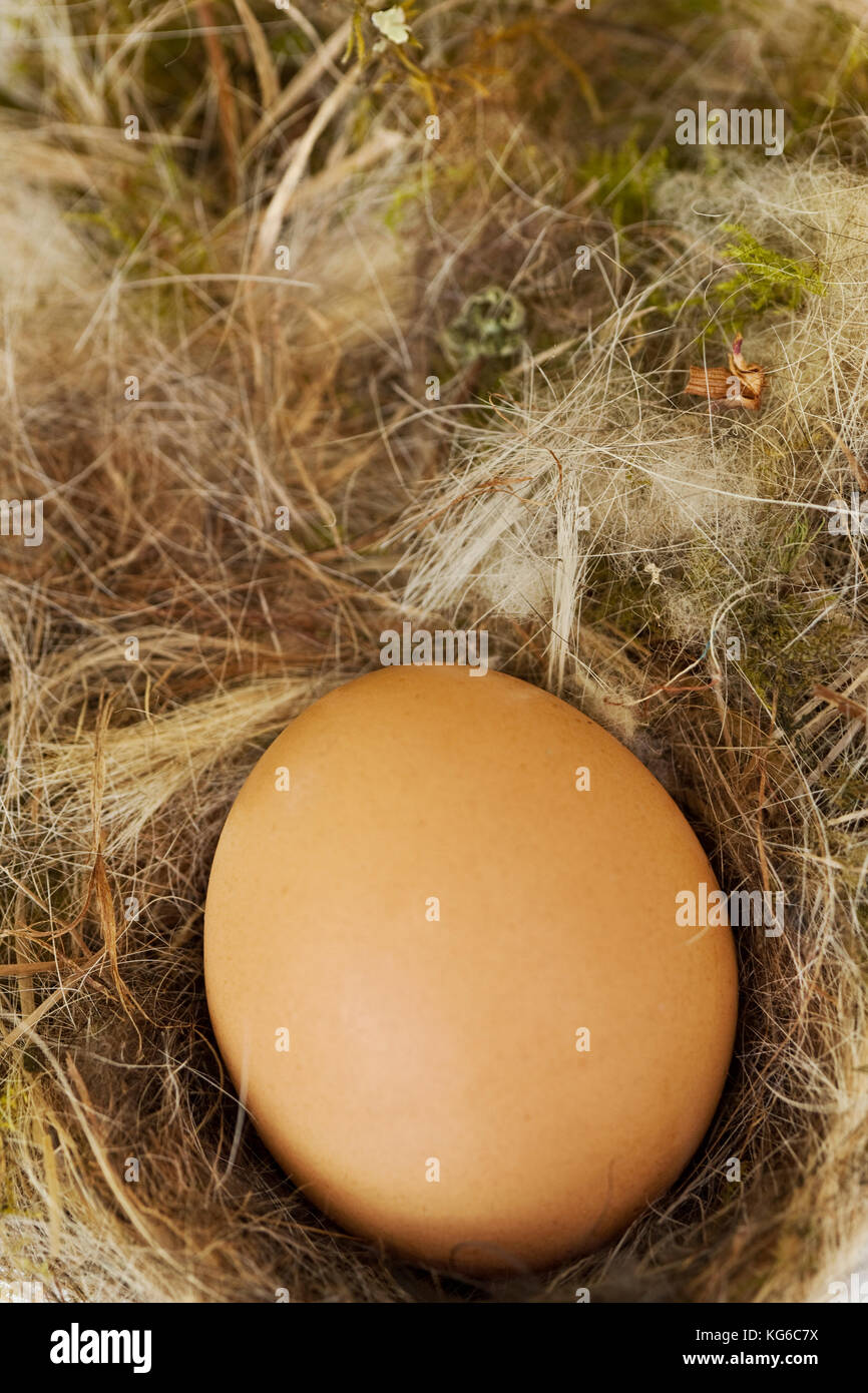 Close up of an egg on straw Stock Photo - Alamy