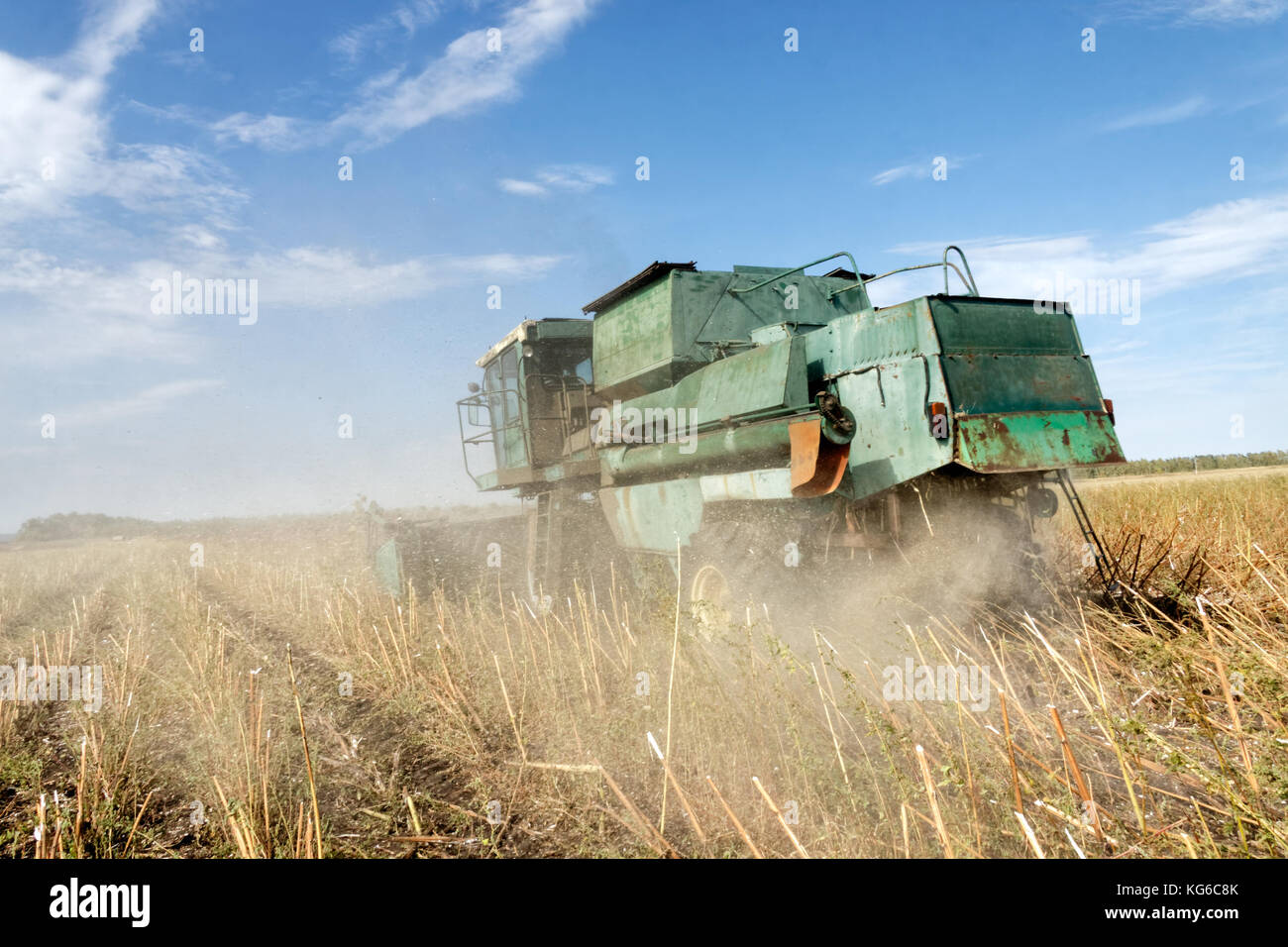 Big green harvester in the field mowing ripe, dry sunflower. Autumn ...
