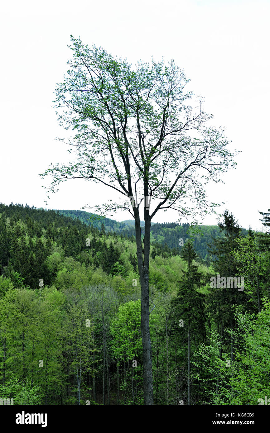 beauty, nature, forest, spring, green, fresh, rest, relax, travel, trip ...