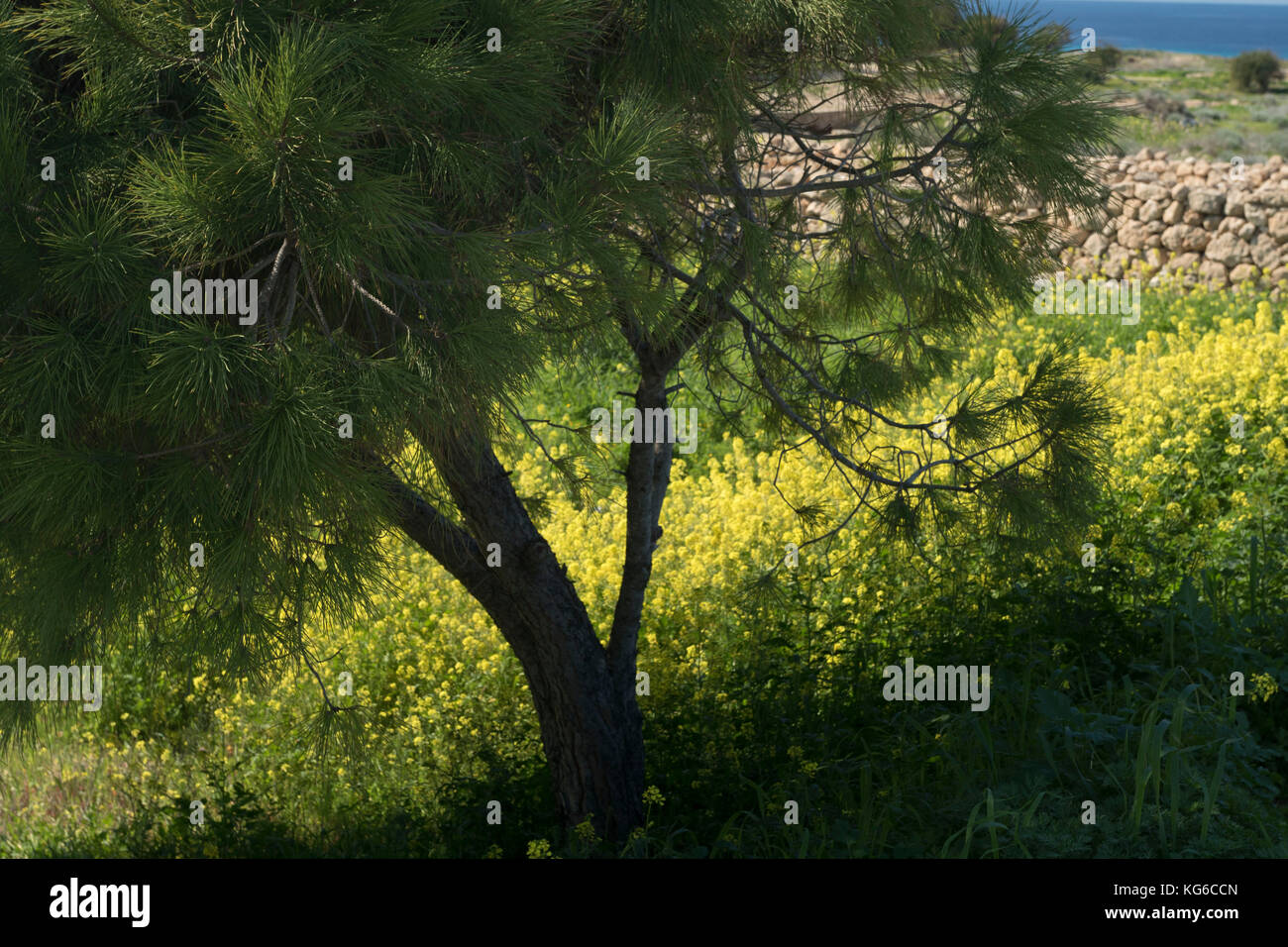 Pine tree yellow flowers and stone wall, paphos archaeological park ...