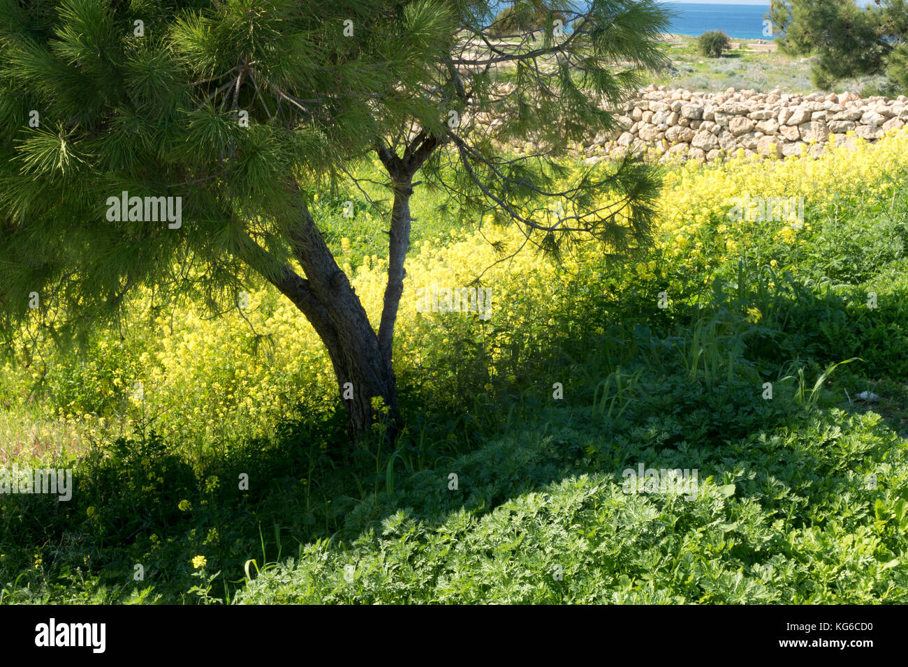 Pine tree yellow flowers and stone wall, paphos archaeological park ...