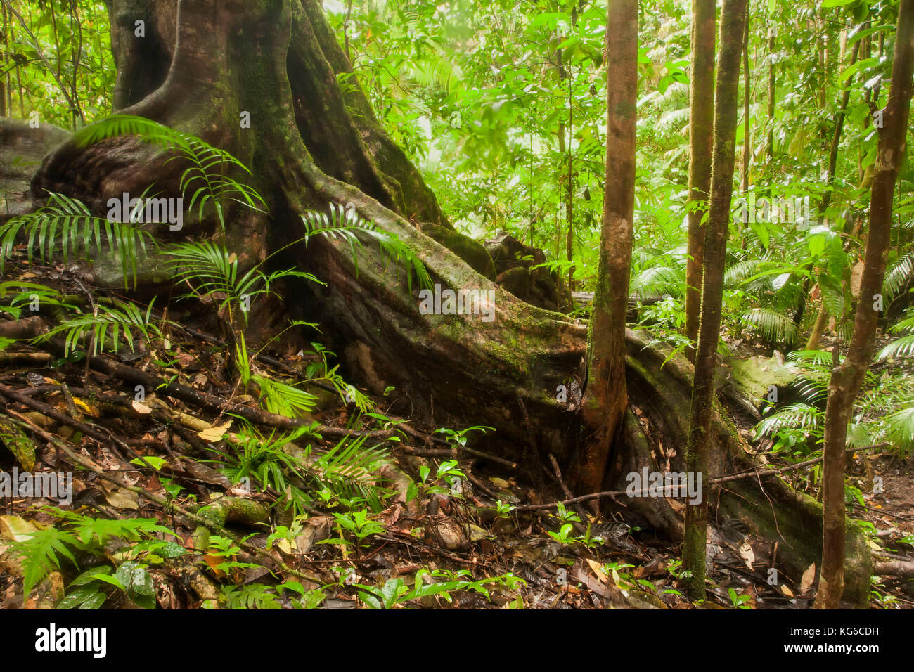 Secondary Rainforests High Resolution Stock Photography and Images - Alamy