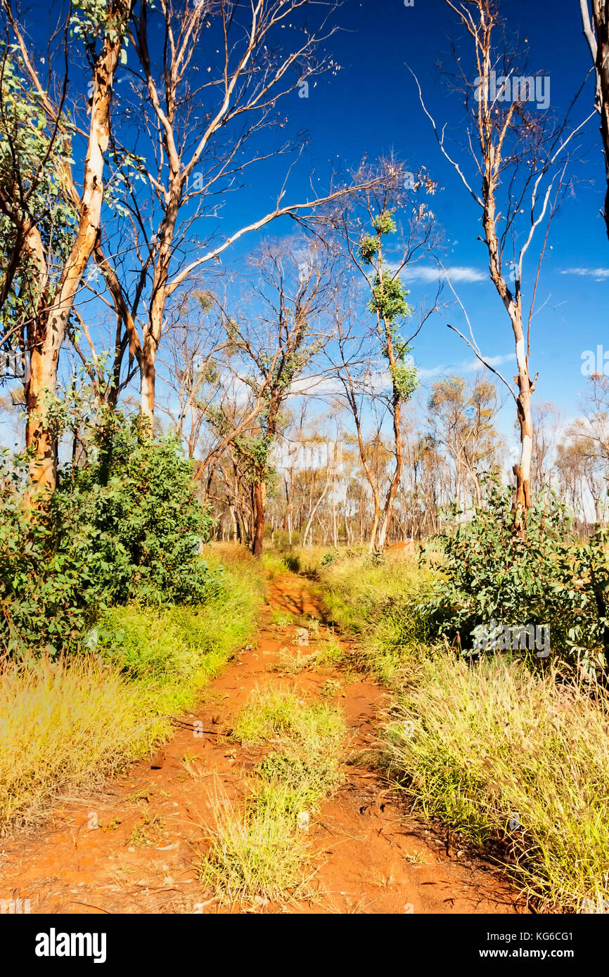 Red earth path through trees to blue sky Stock Photo - Alamy