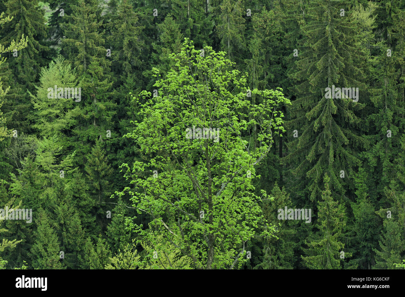 forest, landscape, natur, natural, green, spring, wildlife, wood ...