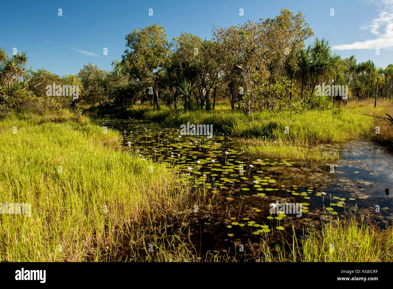 Water-lillies in river,grasses and trees in Australian landscape Stock ...