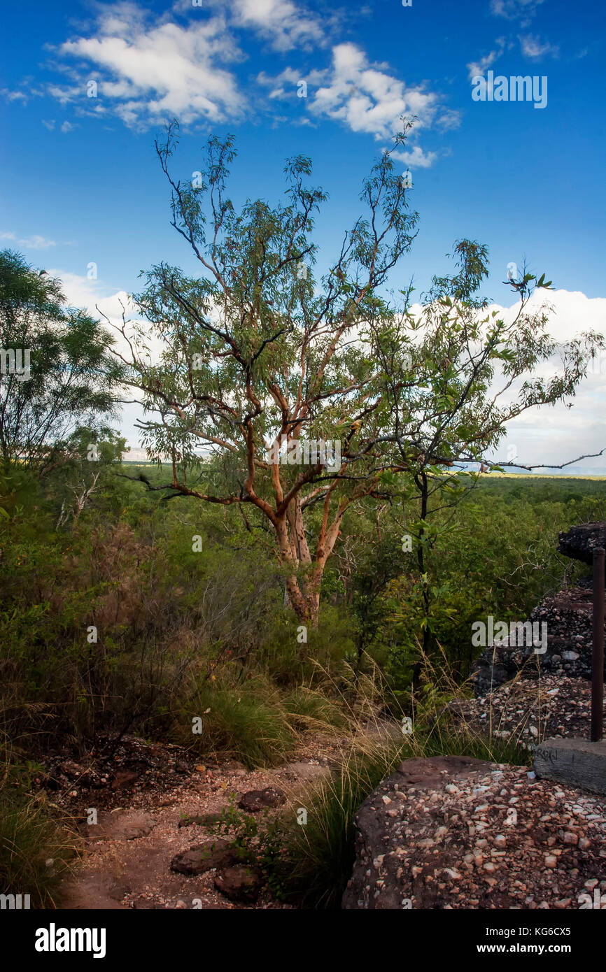 Rock and lone tree, Australia Stock Photo - Alamy
