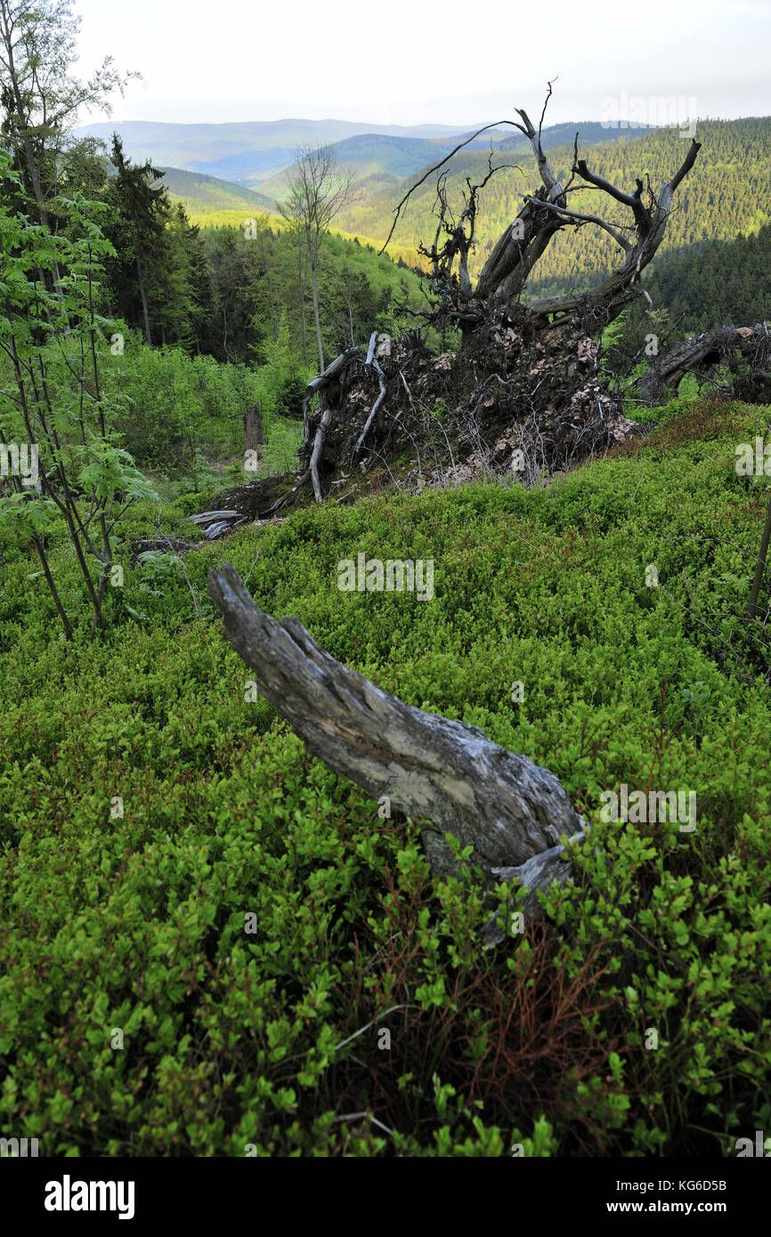 beauty, nature, forest, spring, green, fresh, rest, relax, travel, trip ...