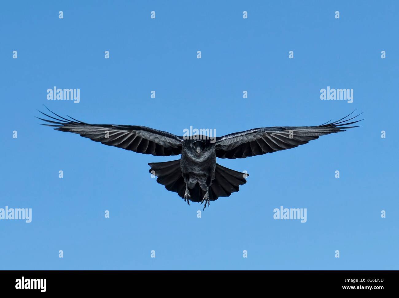 Flying black raven above Mt.Hood National Forest,Oregon Stock Photo - Alamy