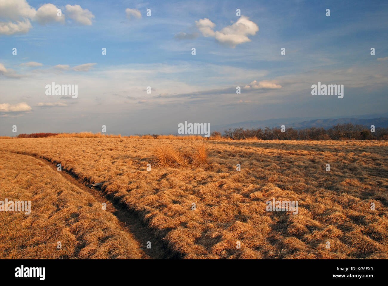 Gregory Bald in the Smoky Mountains at sunset Stock Photo - Alamy