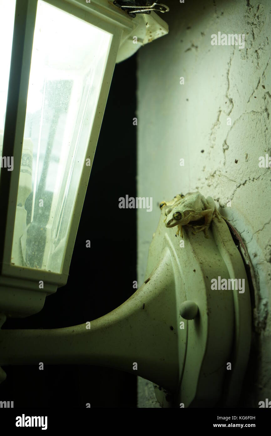 Toad attracted to the light of the lamp at night Stock Photo - Alamy