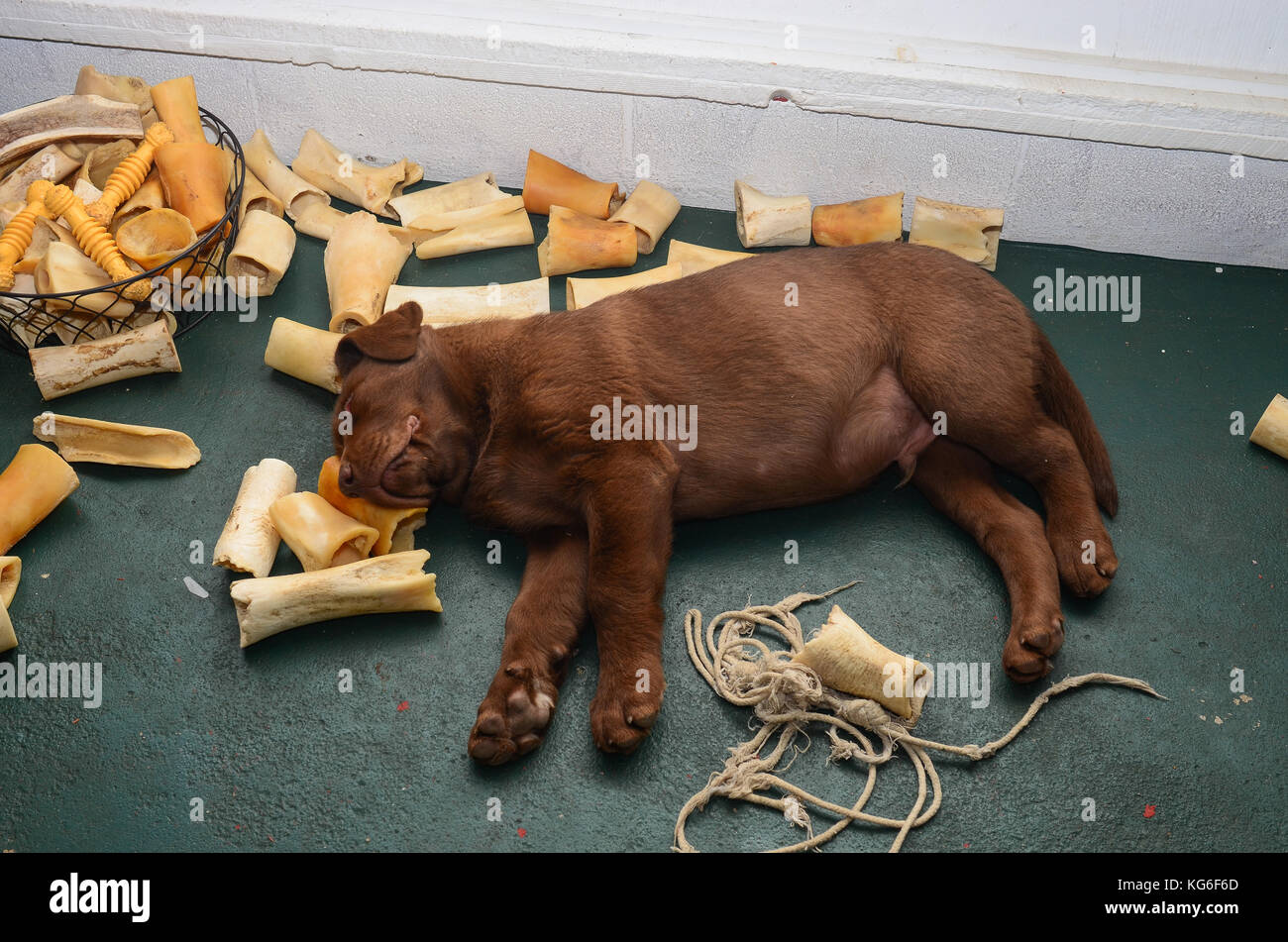 Chocolate lab puppy taking a nap on his pile of chewing bones in puppy ...