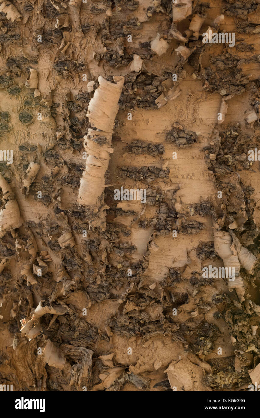 Attractive Tree Bark Background High Resolution Stock Photography and ...