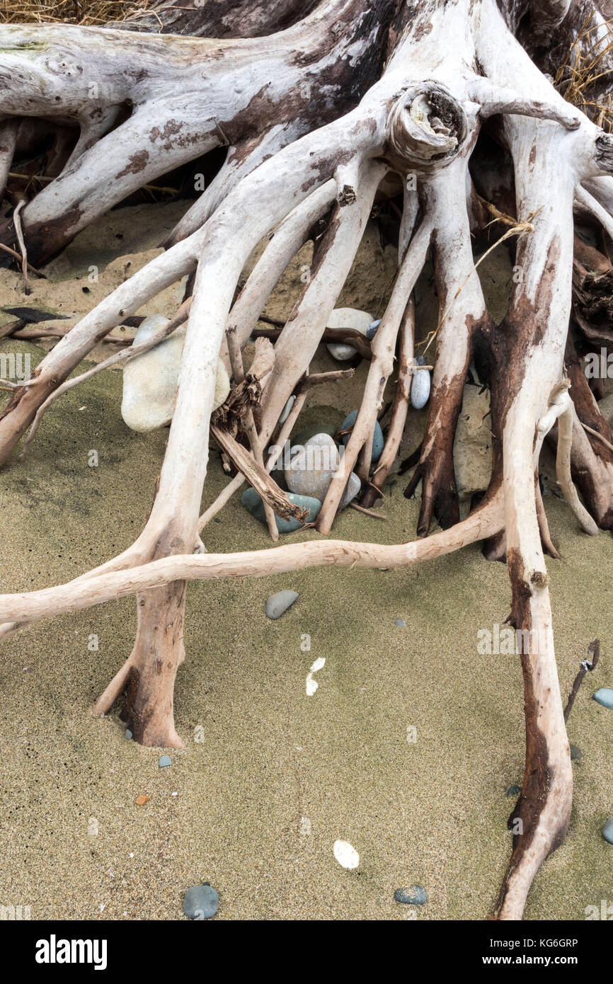 Bleached roots and pebbles on beach, Cyprus, Mediterranean Stock Photo ...