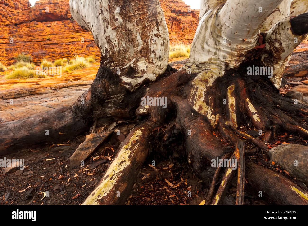 Tree trunk and roots, Kings Canyon plateau, Australia Stock Photo - Alamy