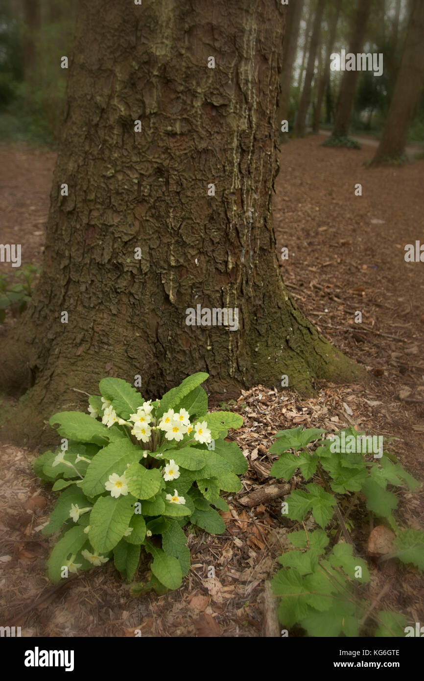 Patch of Primrose in spring woodland setting, Kent, England, United ...