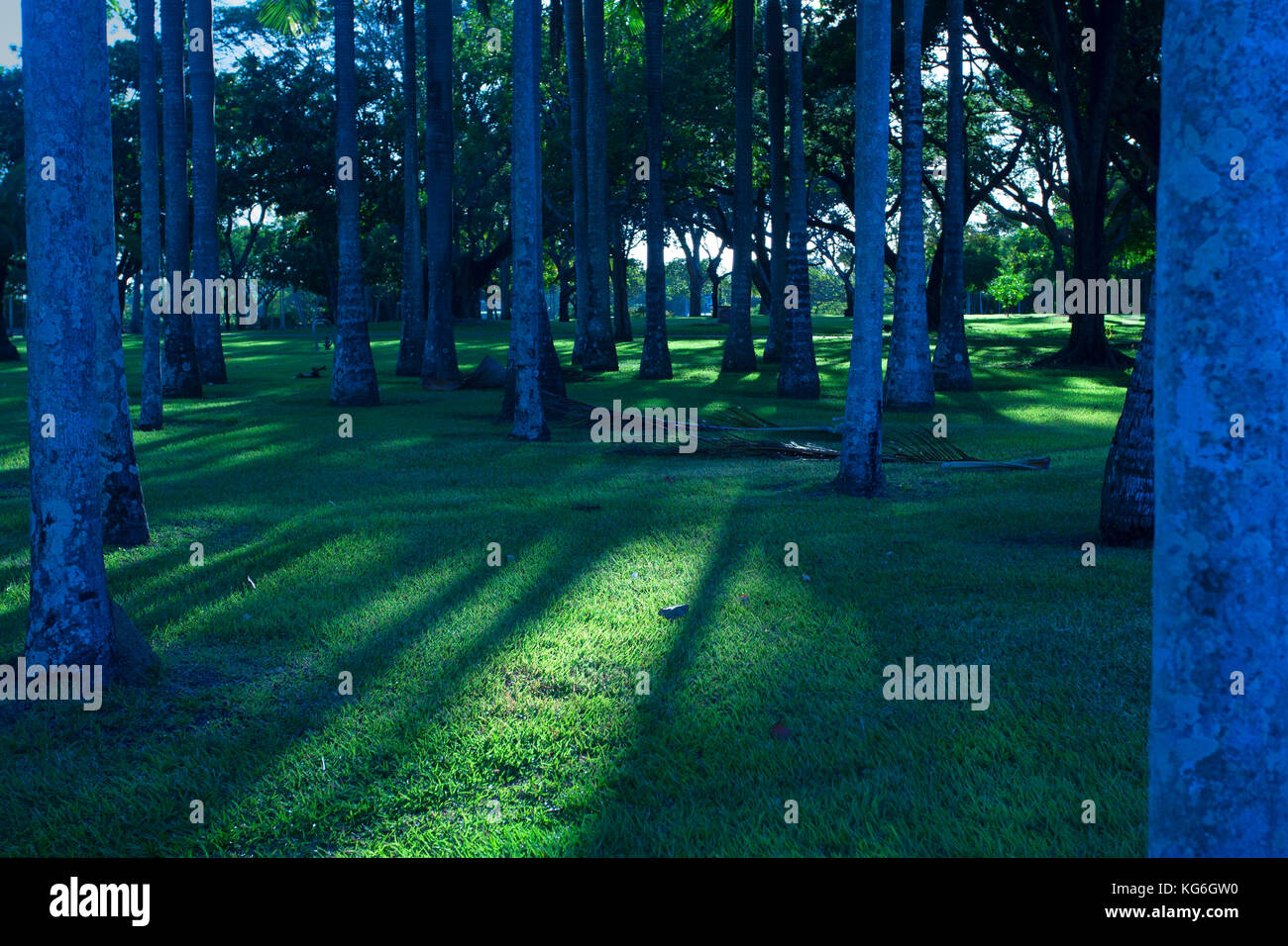Blue trees and shadows, Darwin Australia Stock Photo - Alamy