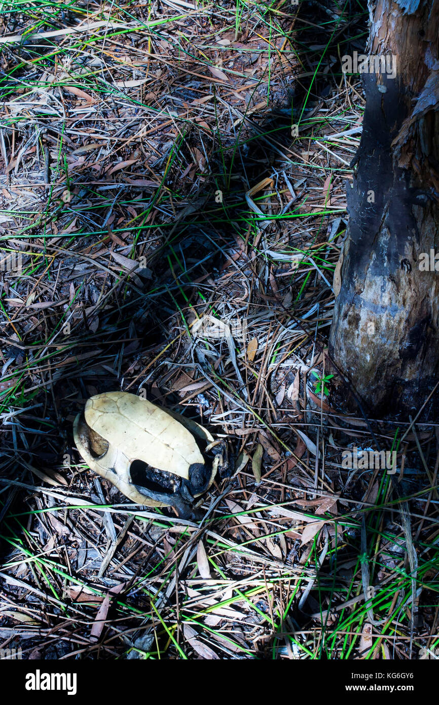 turtle shell on grass with shadows, Northern Territory, Australia Stock ...