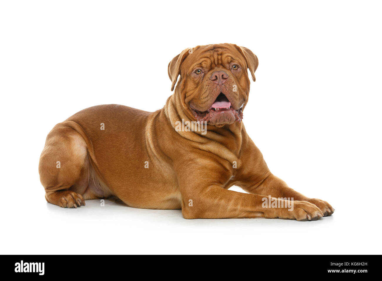 beautiful bordeaux dogue dog Stock Photo - Alamy