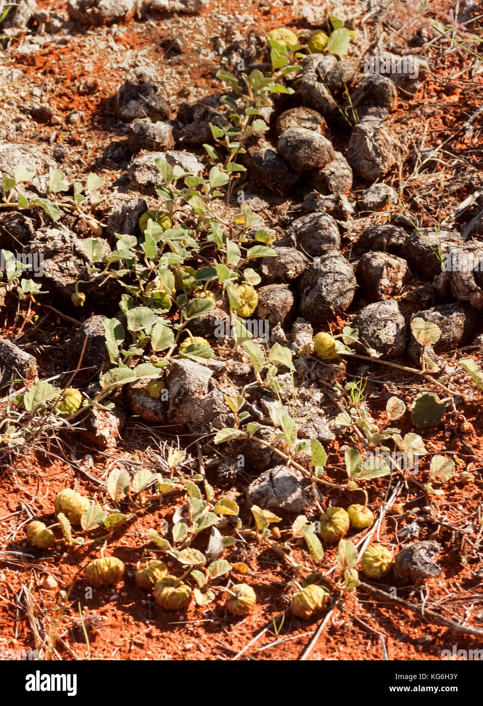 Wild melons, red centre, Australia Stock Photo - Alamy