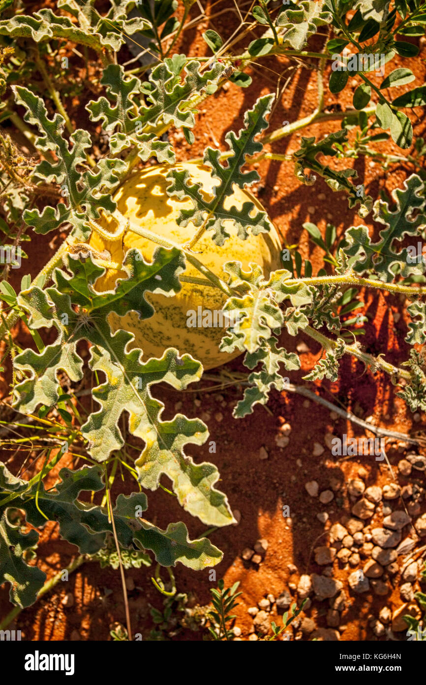 Australian wild melon hi-res stock photography and images - Alamy