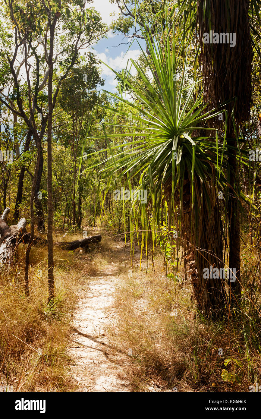 Path through tropical vegetation, Northern Territory, Australia Stock ...