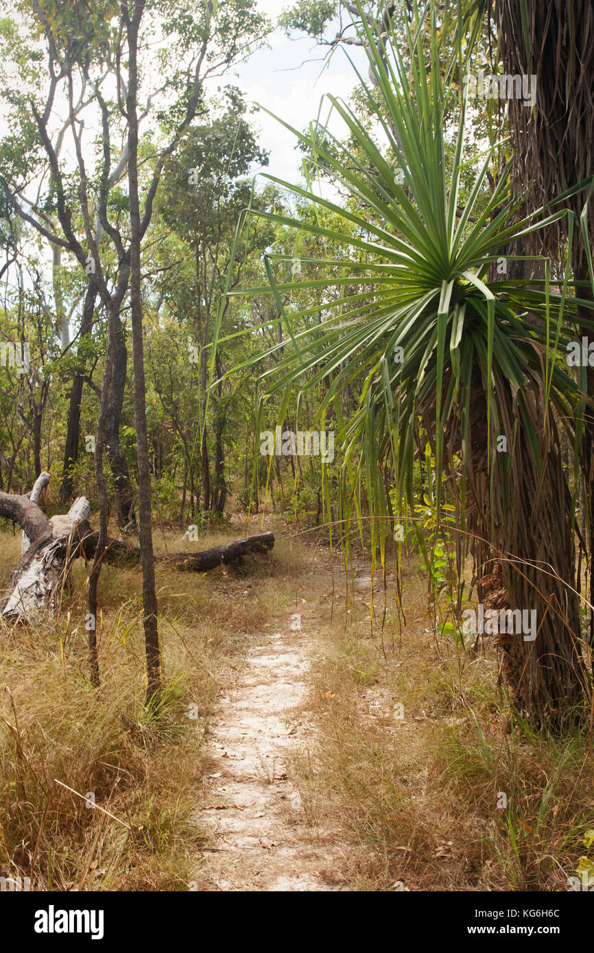 Path through tropical vegetation, Northern Territory, Australia Stock ...