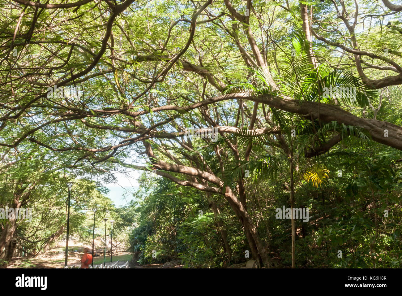 Tree-scape in sunshine Stock Photo - Alamy