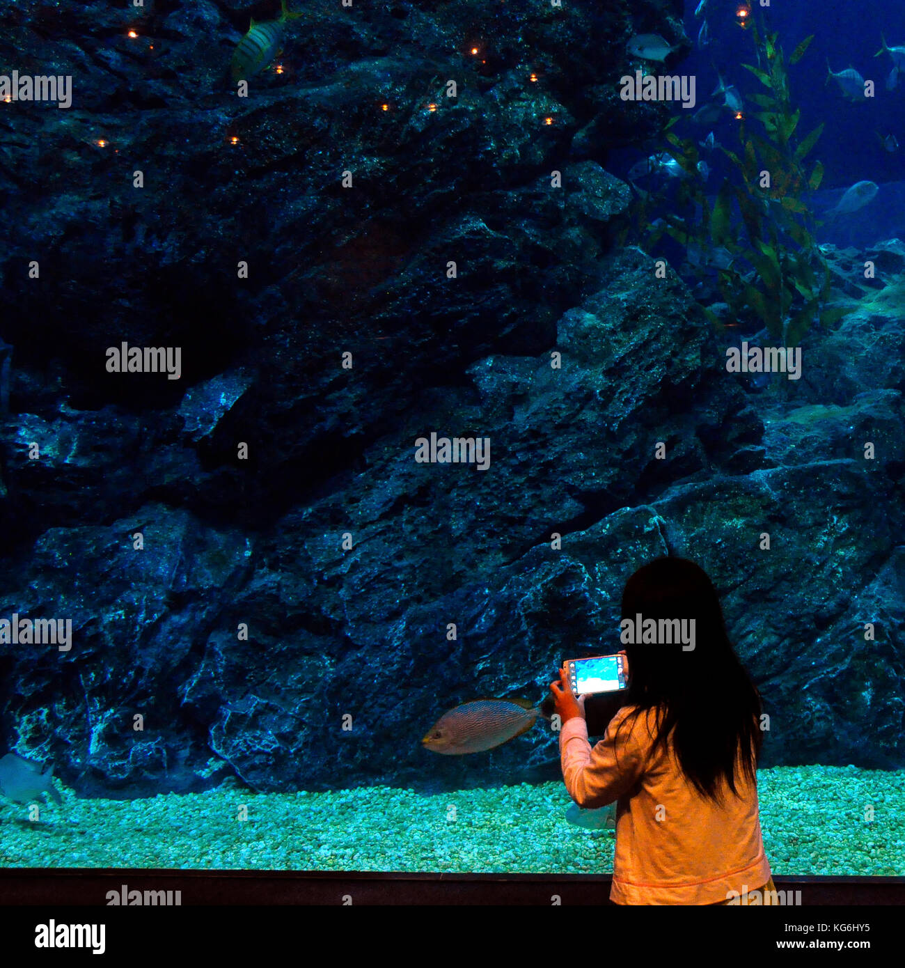 Aquairum hi-res stock photography and images - Alamy