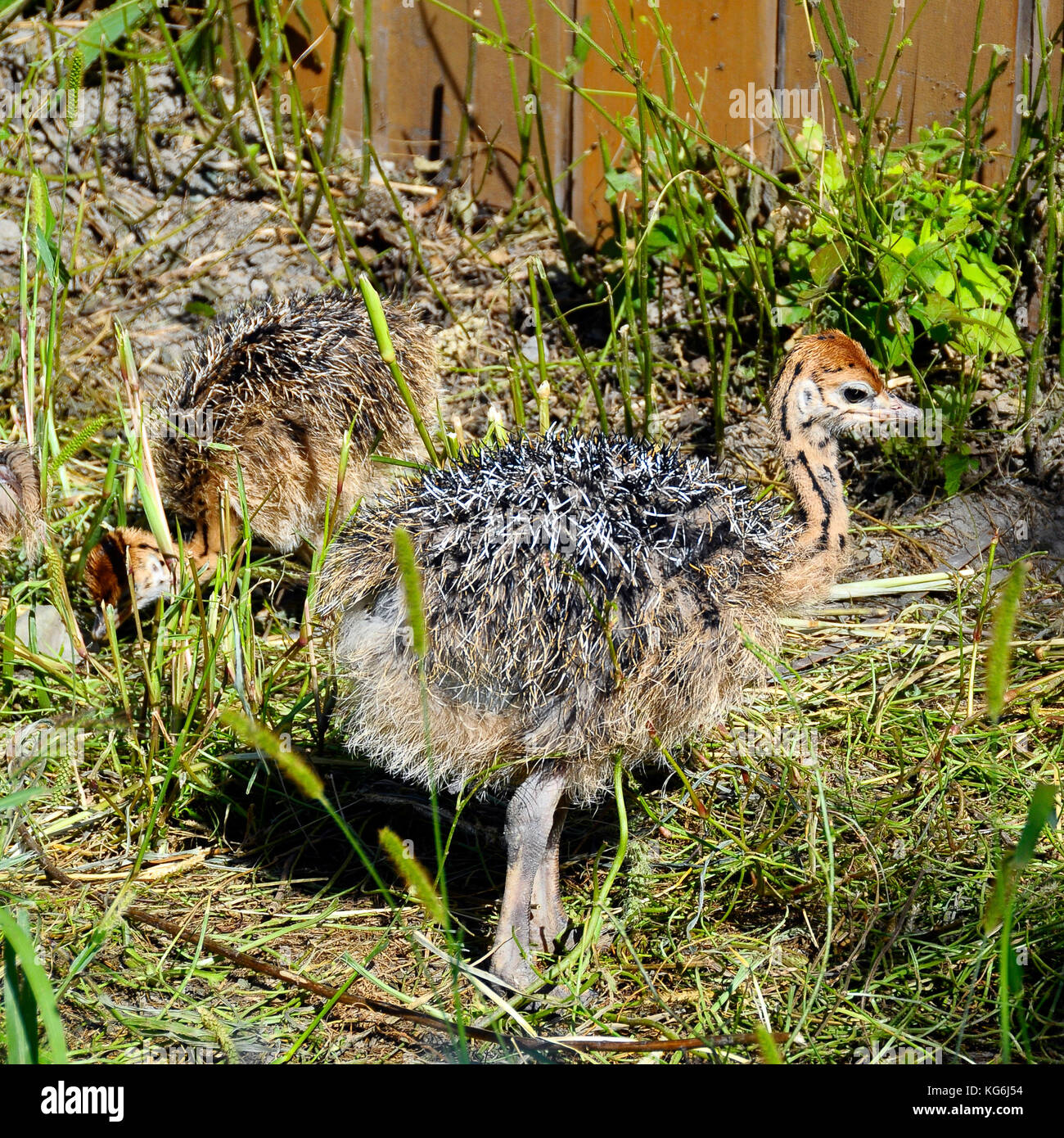 Ostrich baby hi-res stock photography and images - Alamy