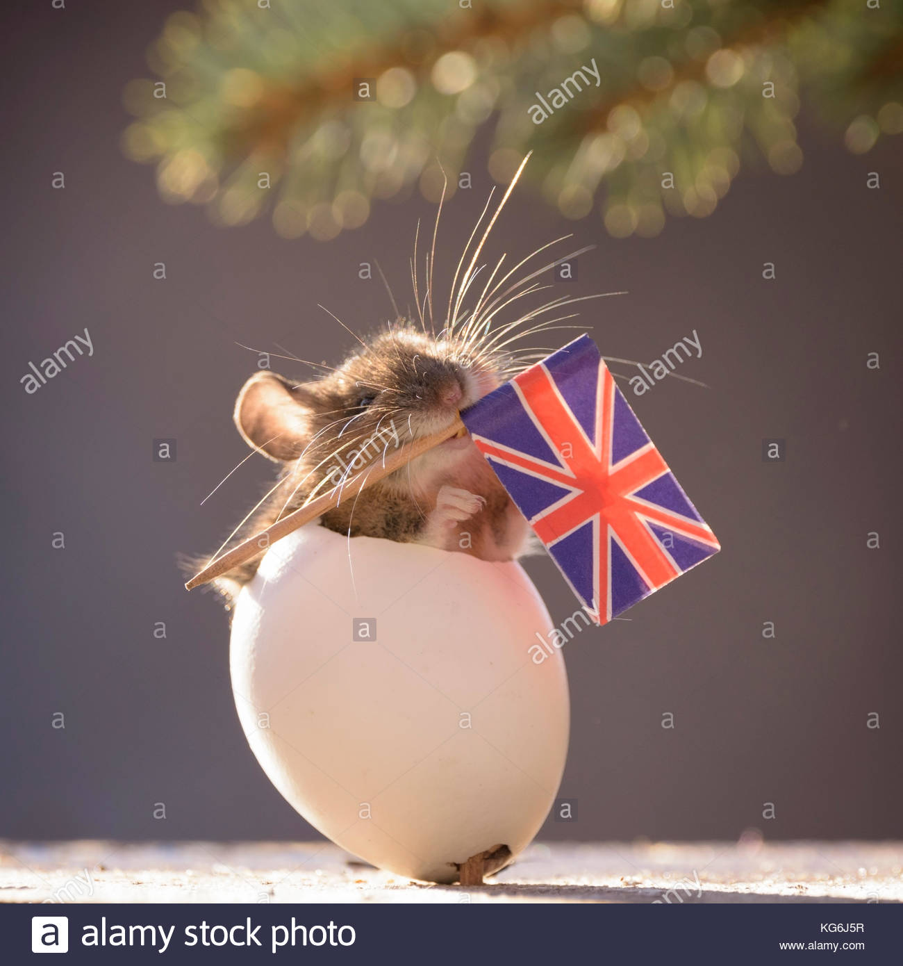 Mouse Egg High Resolution Stock Photography and Images - Alamy