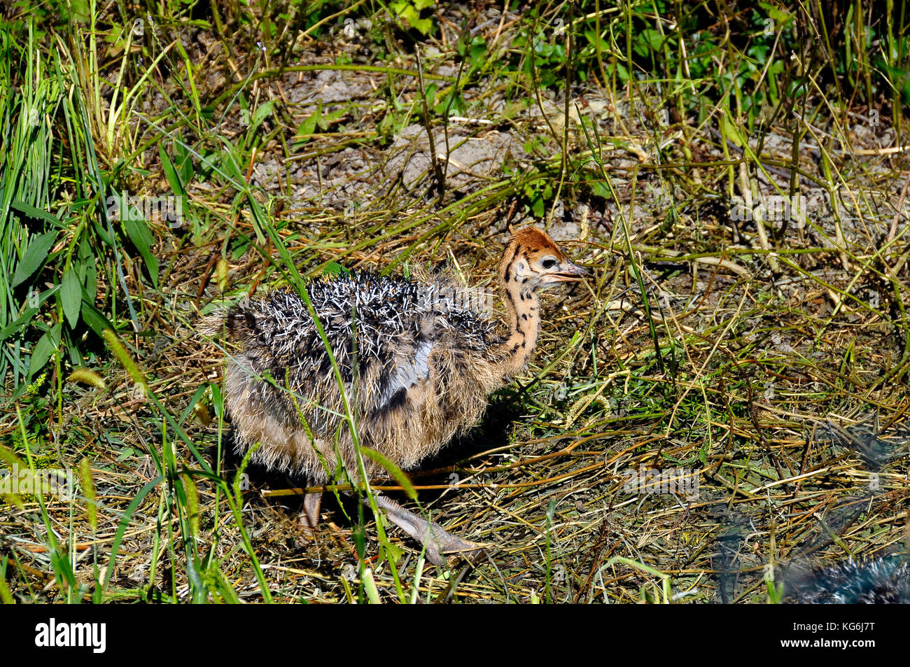 Young ostrich hi-res stock photography and images - Alamy