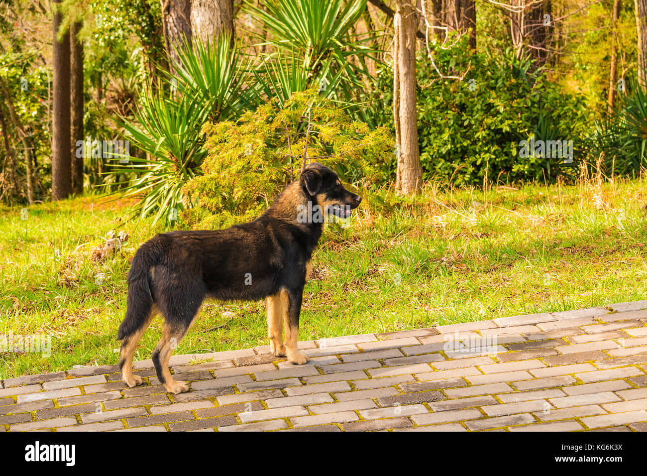Stray dog standing on the pavement in the park Stock Photo - Alamy