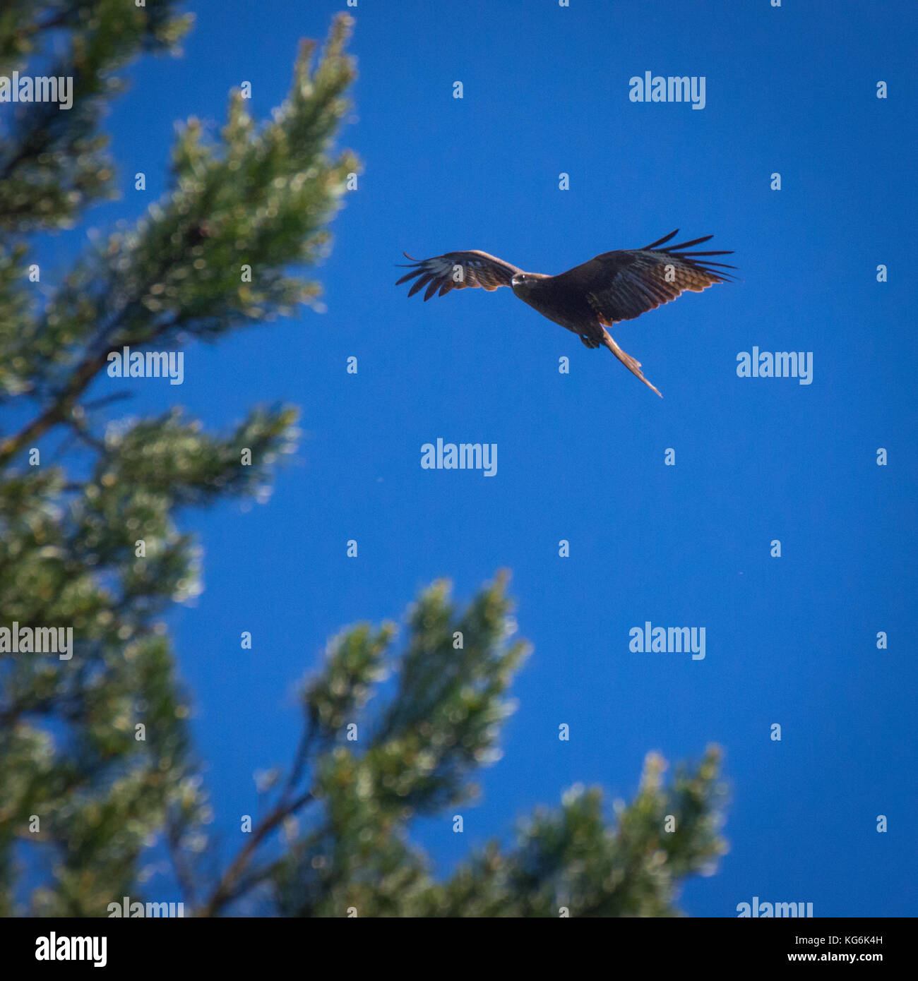 Black kite, spread wings flying in the blue sky above the pine trees ...