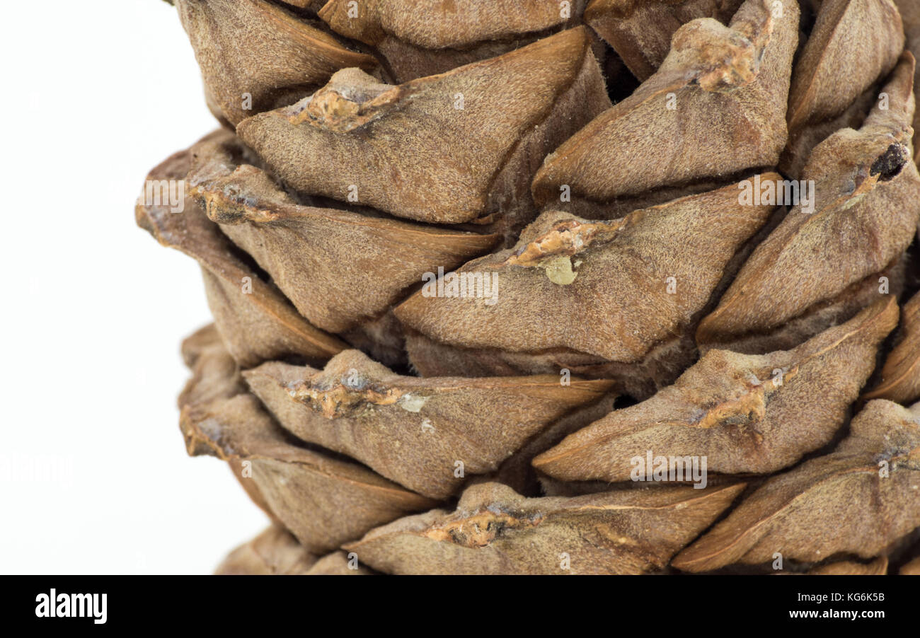 Close-up of a cedar cone on a white background Stock Photo - Alamy