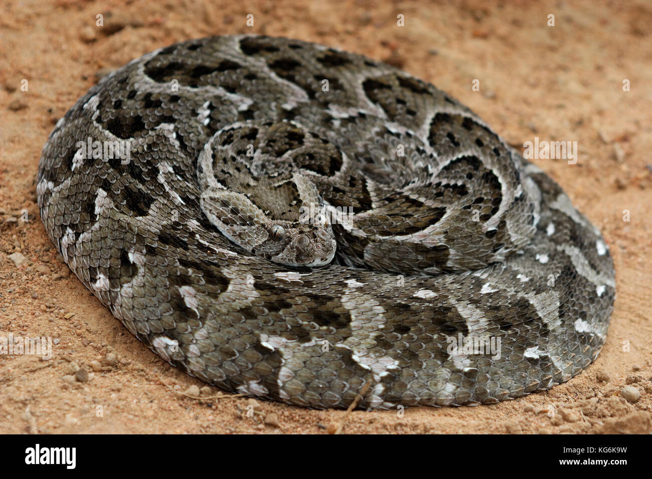 Hissing adder hi-res stock photography and images - Alamy