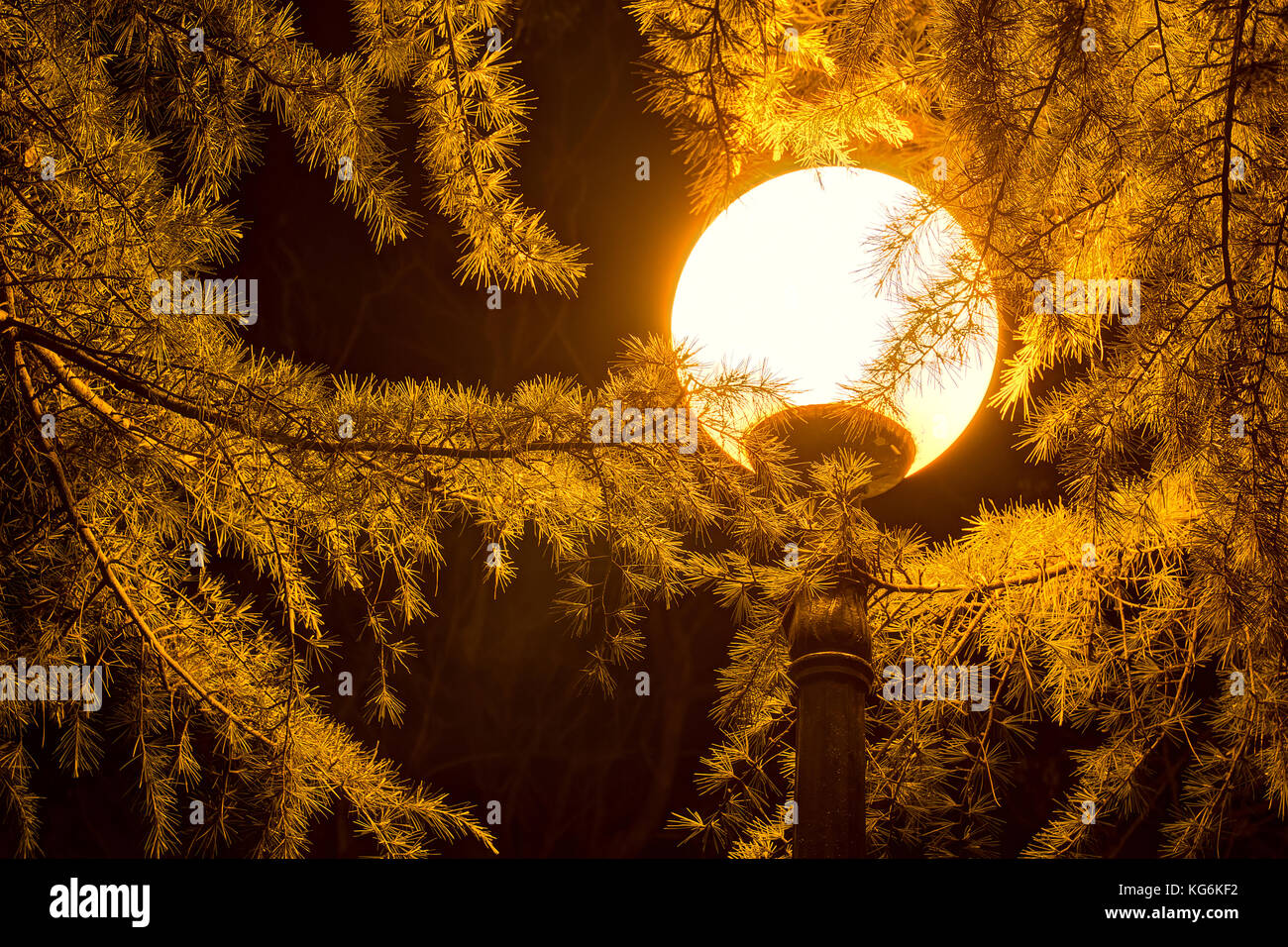 Luminous round street light on the background of conifer at night Stock ...