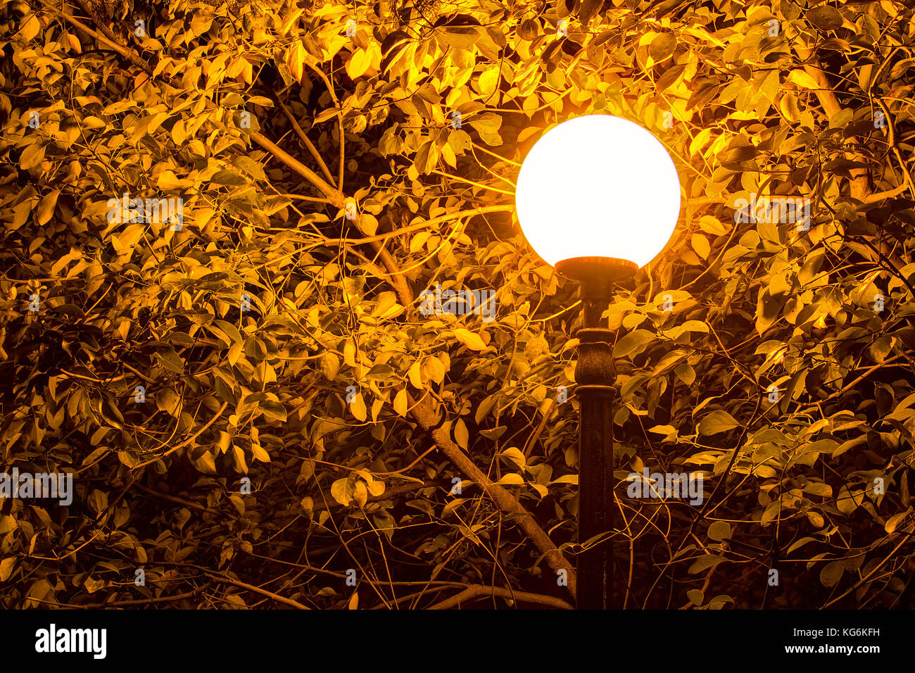 Luminous round street light on the background of foliage of tree at ...