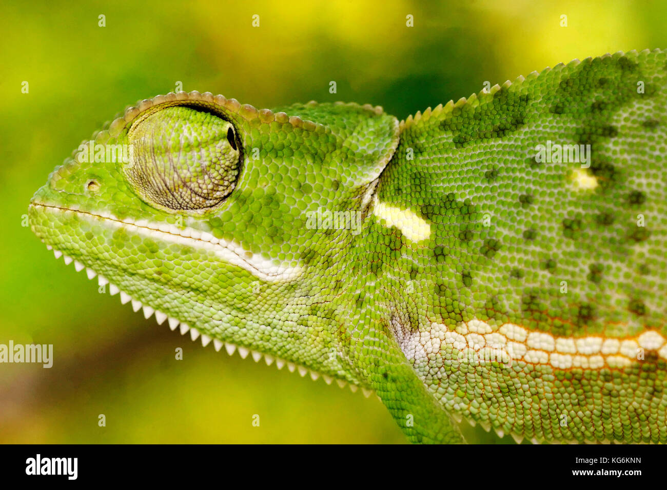 Chameleon from South Africa Stock Photo - Alamy