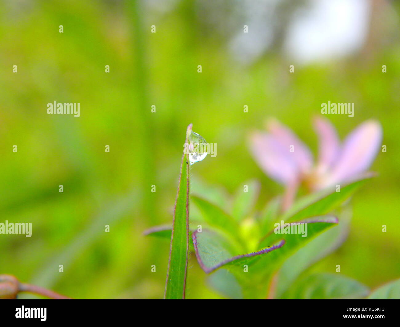Dew and Green Stock Photo - Alamy