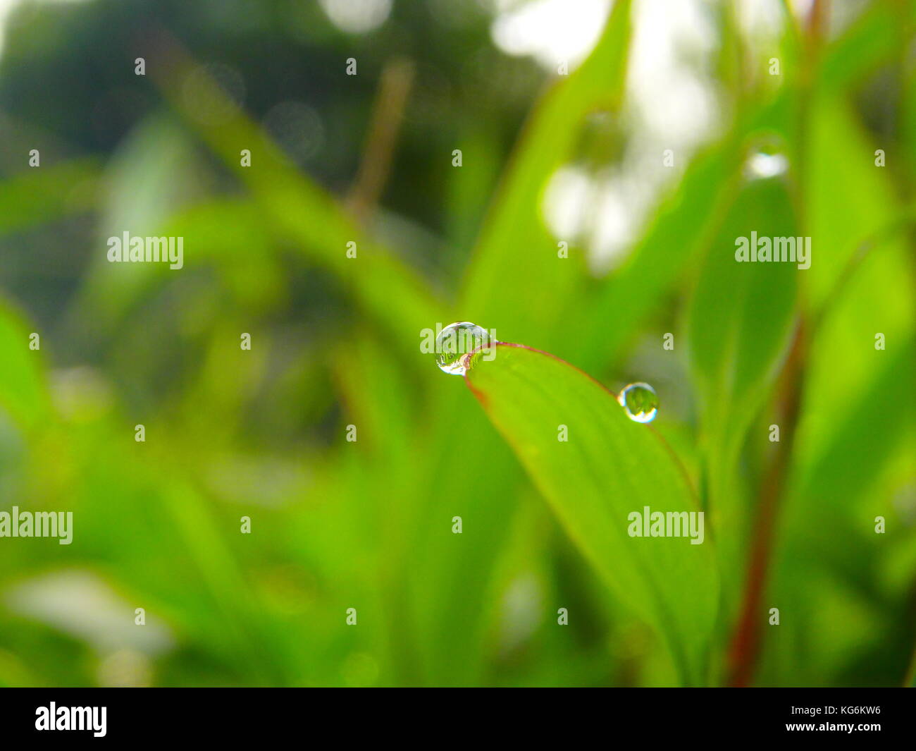 Dew and Green Stock Photo - Alamy