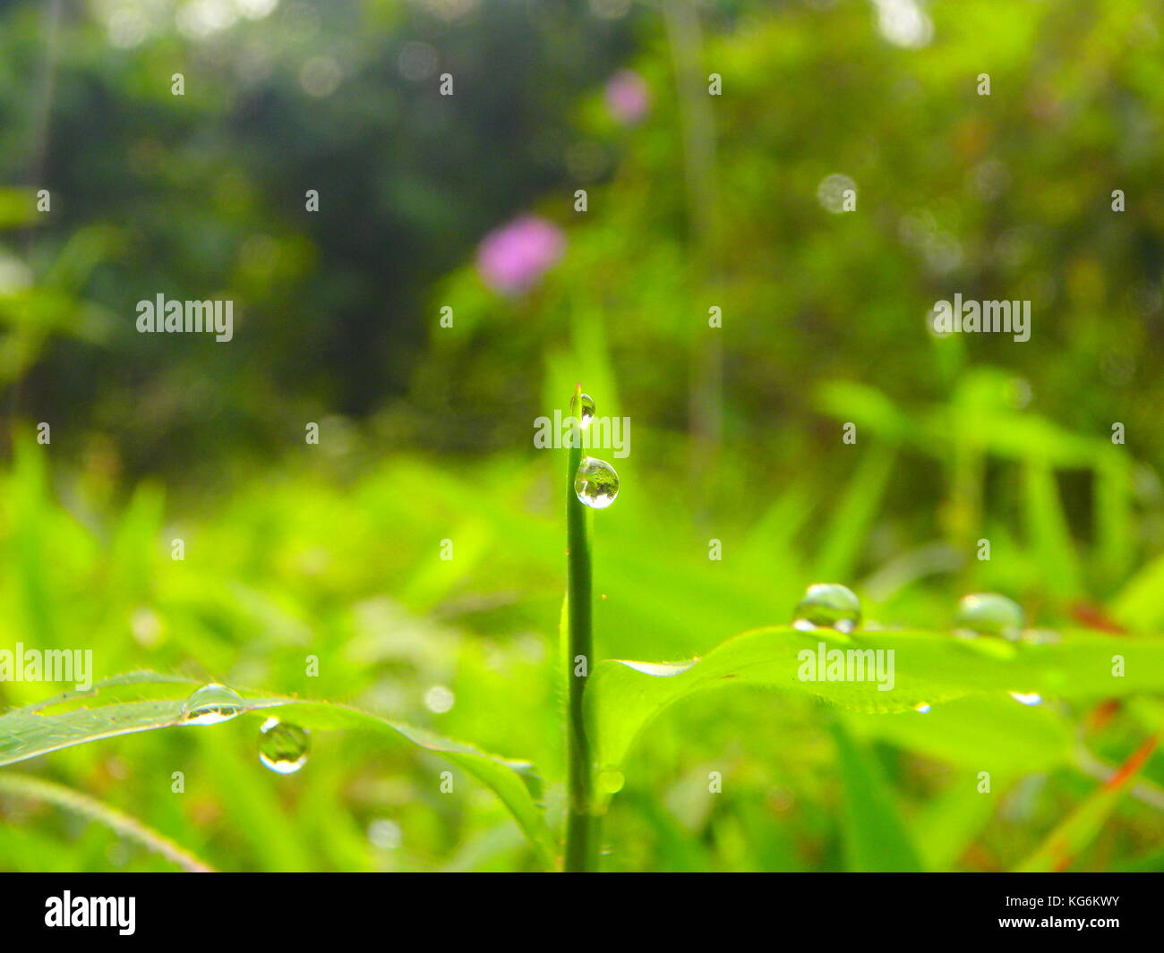 Dew and Green Stock Photo - Alamy