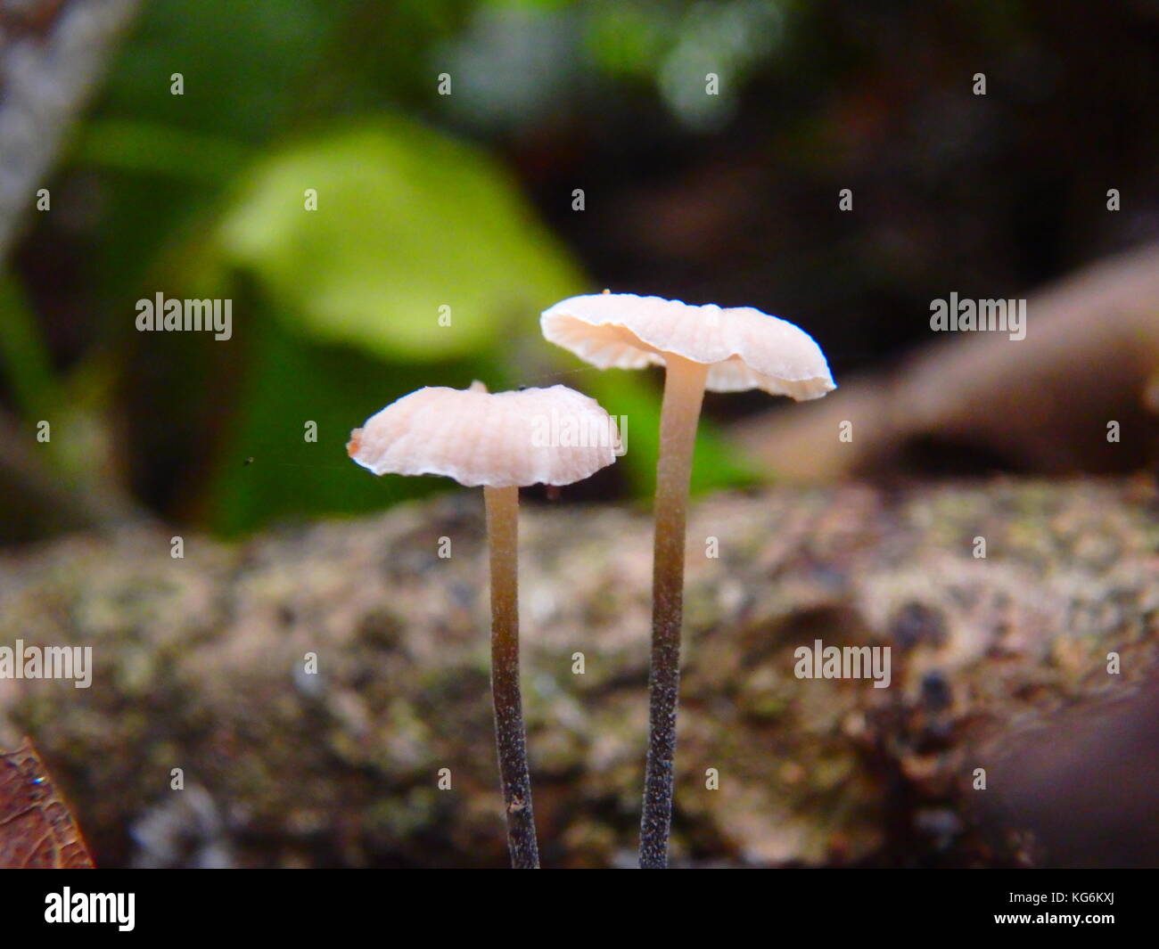 Fungi in Forest Stock Photo - Alamy