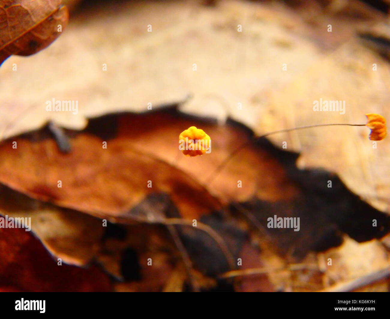 Fungi in Forest Stock Photo - Alamy