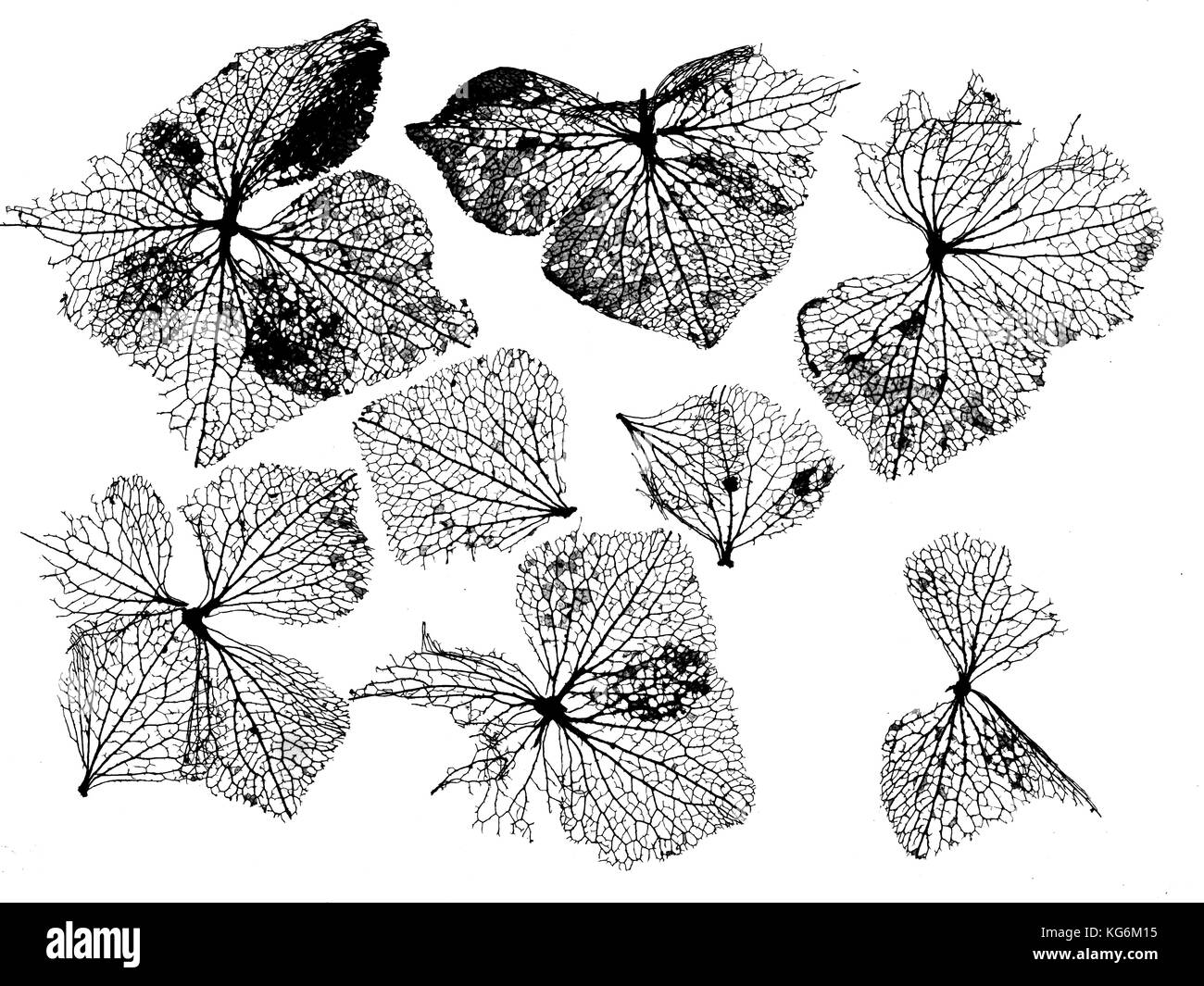 Last flower Cut Out Stock Images & Pictures - Alamy