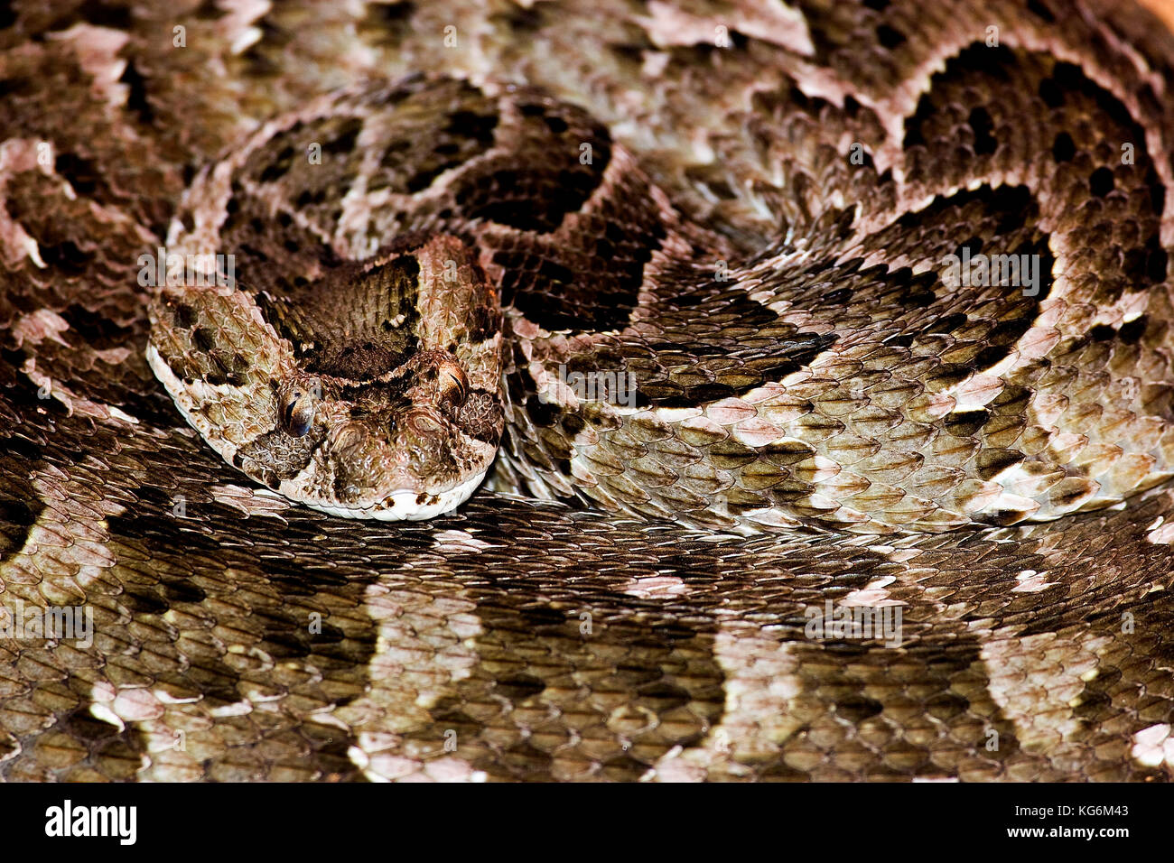 Coiled puff adder in defensive stance Stock Photo - Alamy