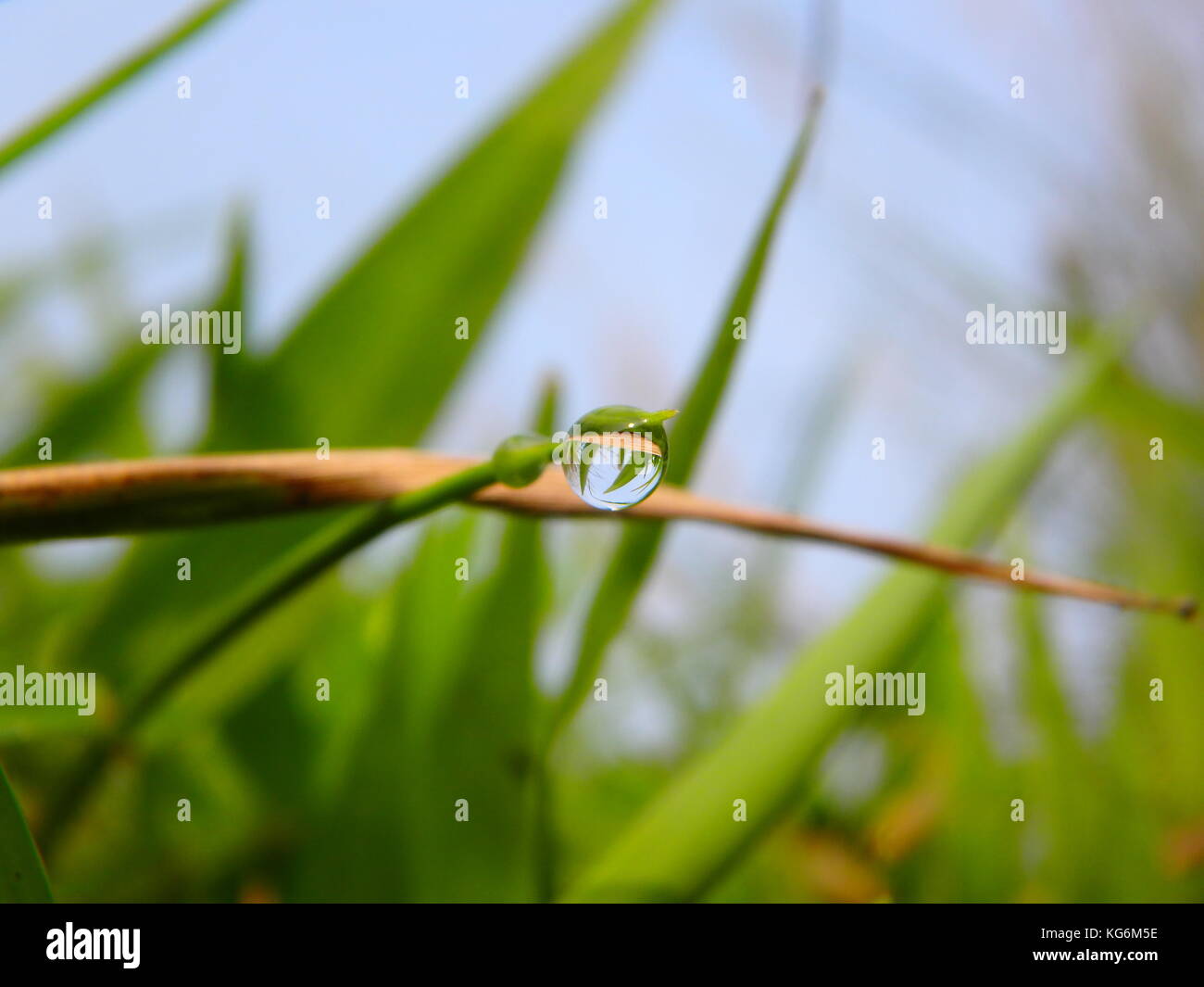Dew and Green Stock Photo - Alamy