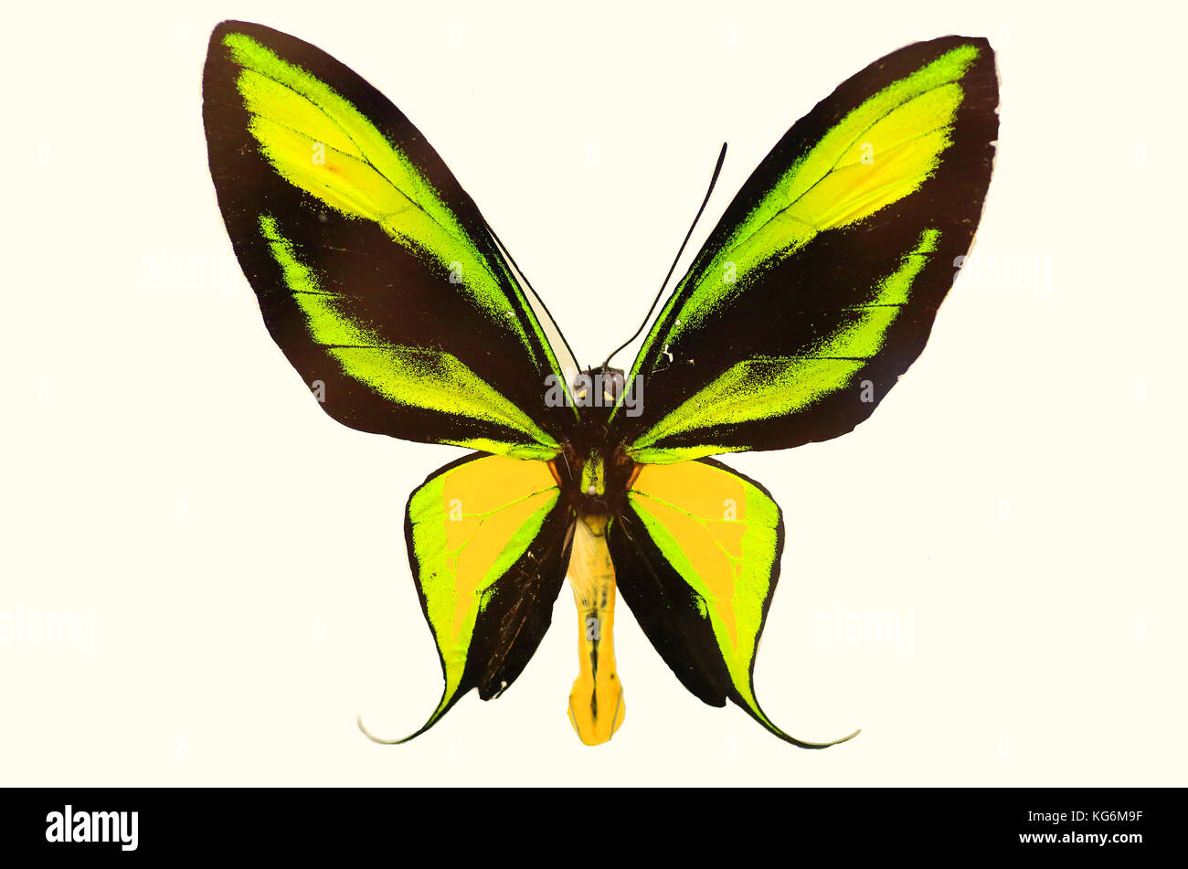 The paradise birdwing (Ornithoptera paradisea) male isolated Stock ...